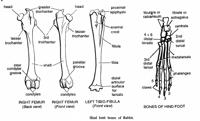 HIND LIMB BONES | Zoologyverse