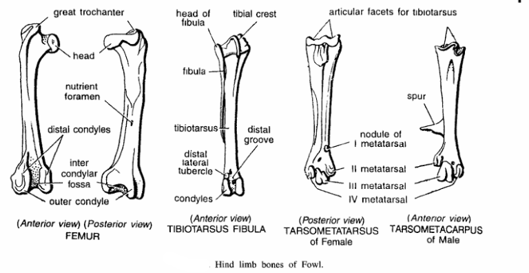 HIND LIMB BONES | Zoologyverse