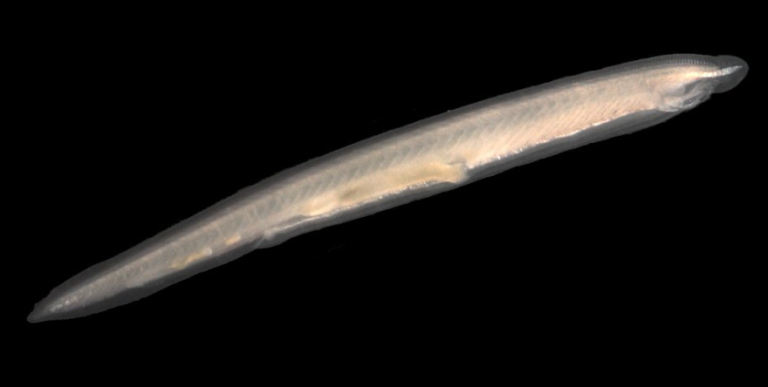 BRANCHIOSTOMA LANCEOLATUM | Zoologyverse