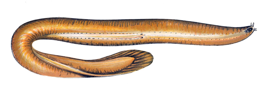 MYXINE - HAG FISH | Zoologyverse